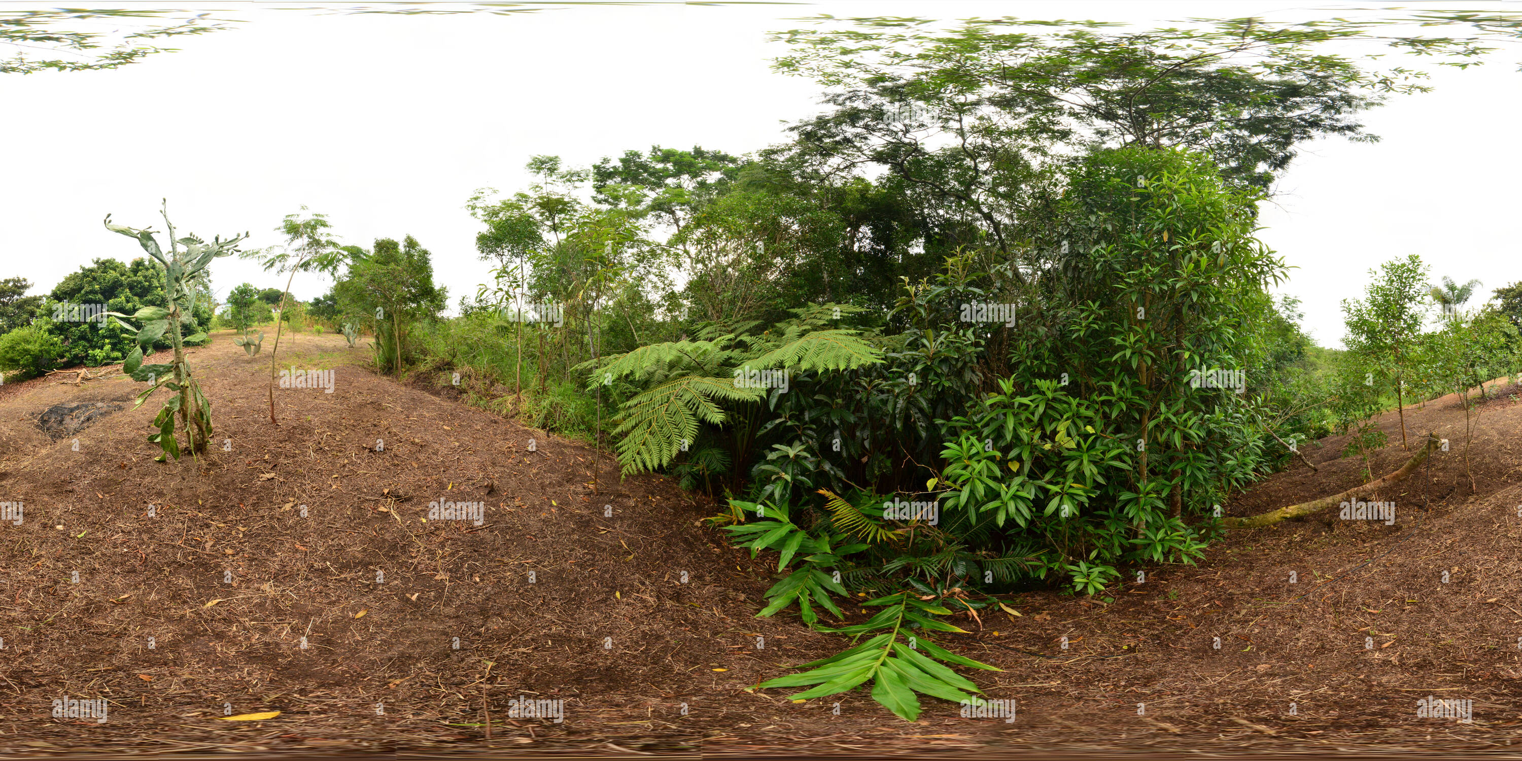 360° view of Farm, tropical ecosystem - Alamy
