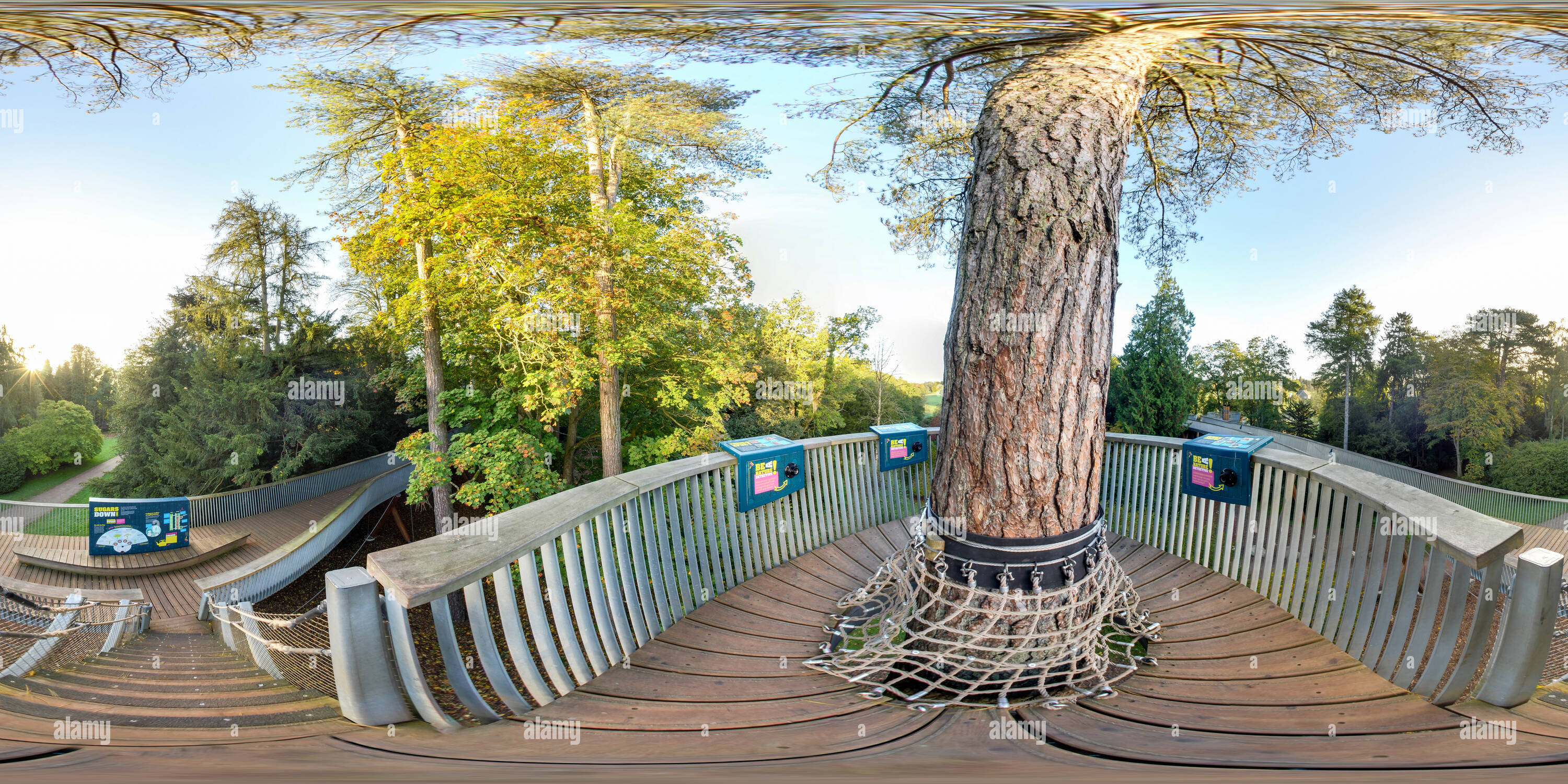 360° view of Tree Top Walk, The National Arboretum Westonbirt - Alamy