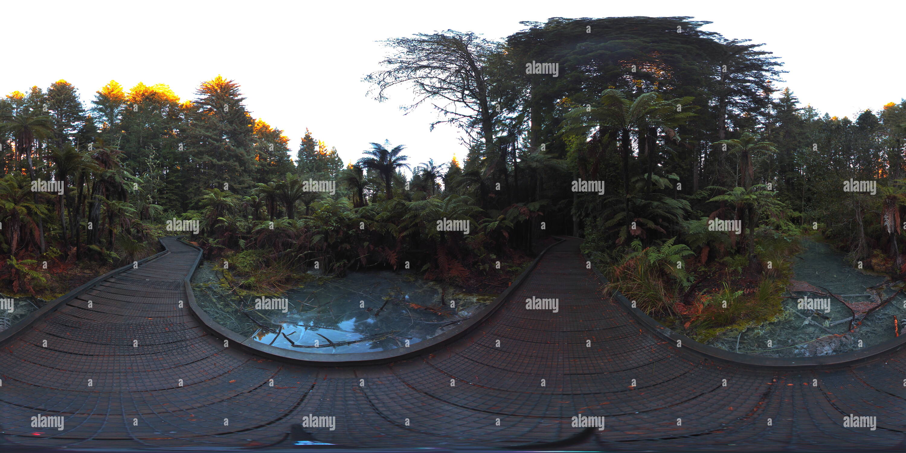 360° view of redwoods pond swamp walk - Alamy