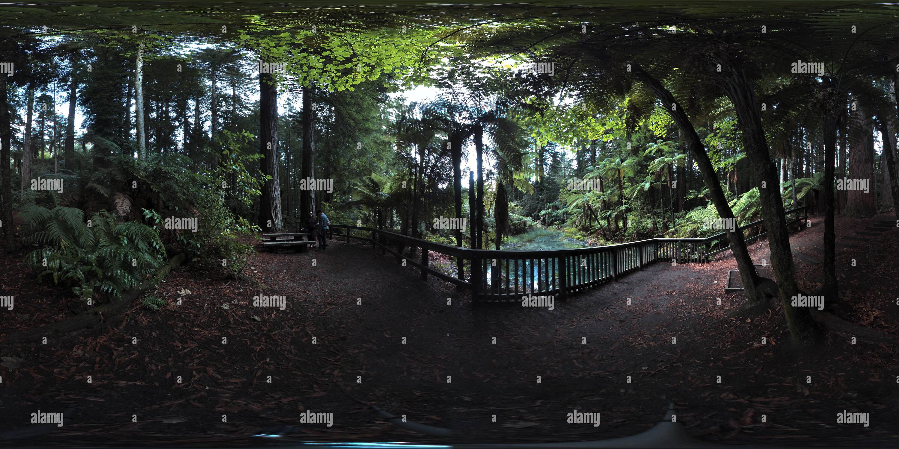 360° view of redwoods rotorua mossy water - Alamy