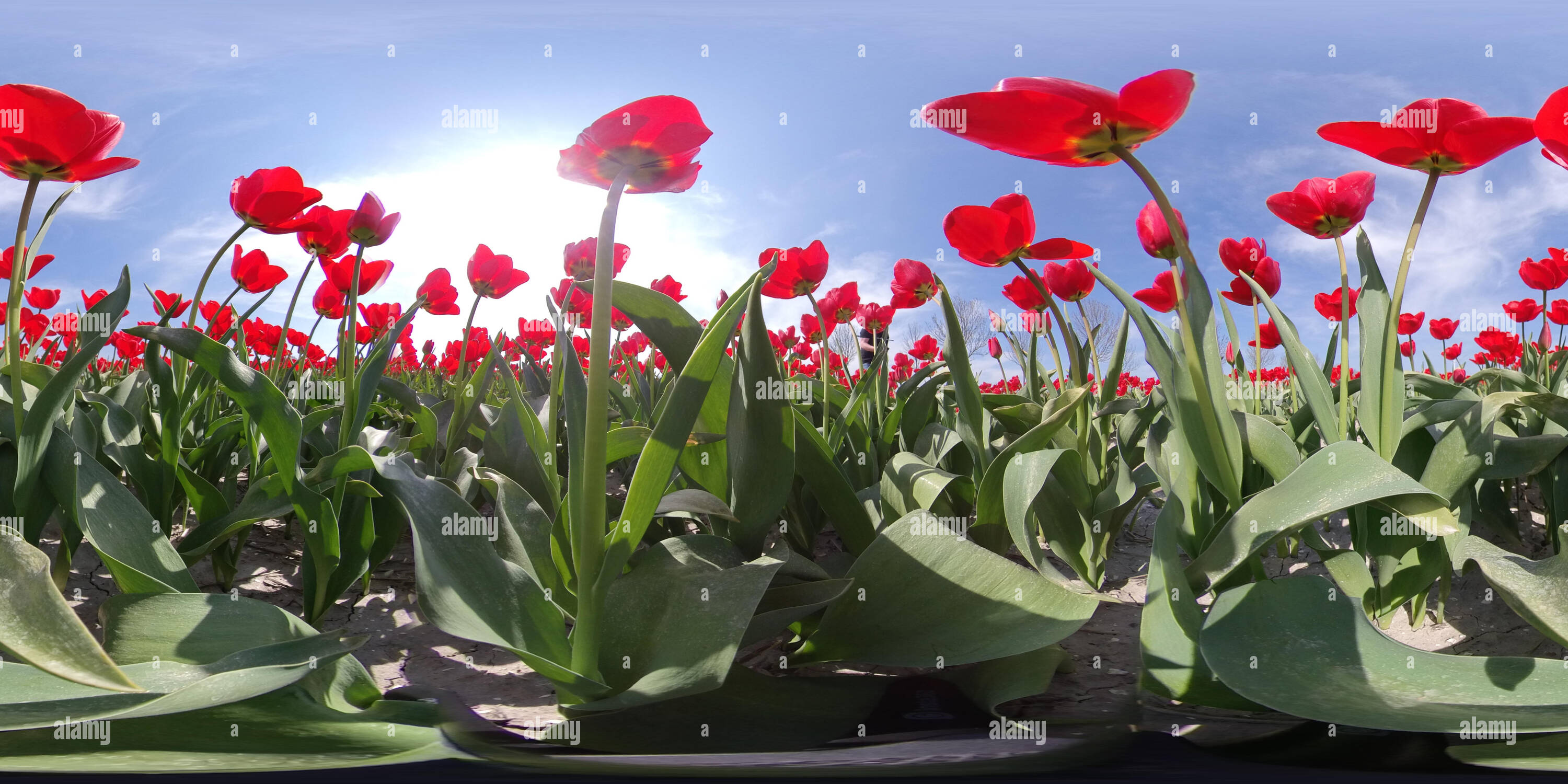 360° view of Flower Field In Lisse & Amsterdam, Holland - The ...