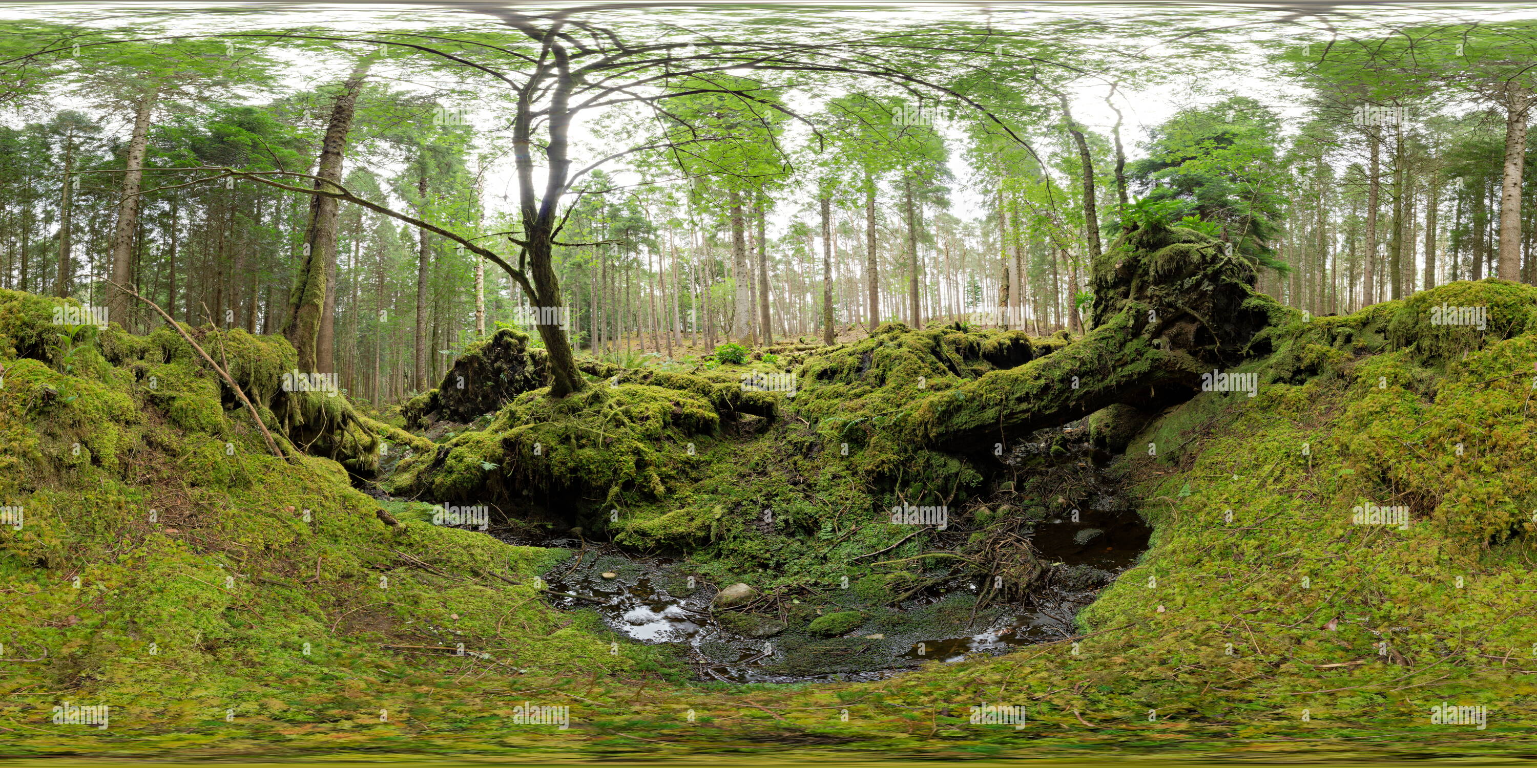 360° view of Glencoe Lochan Forest Gully - Alamy
