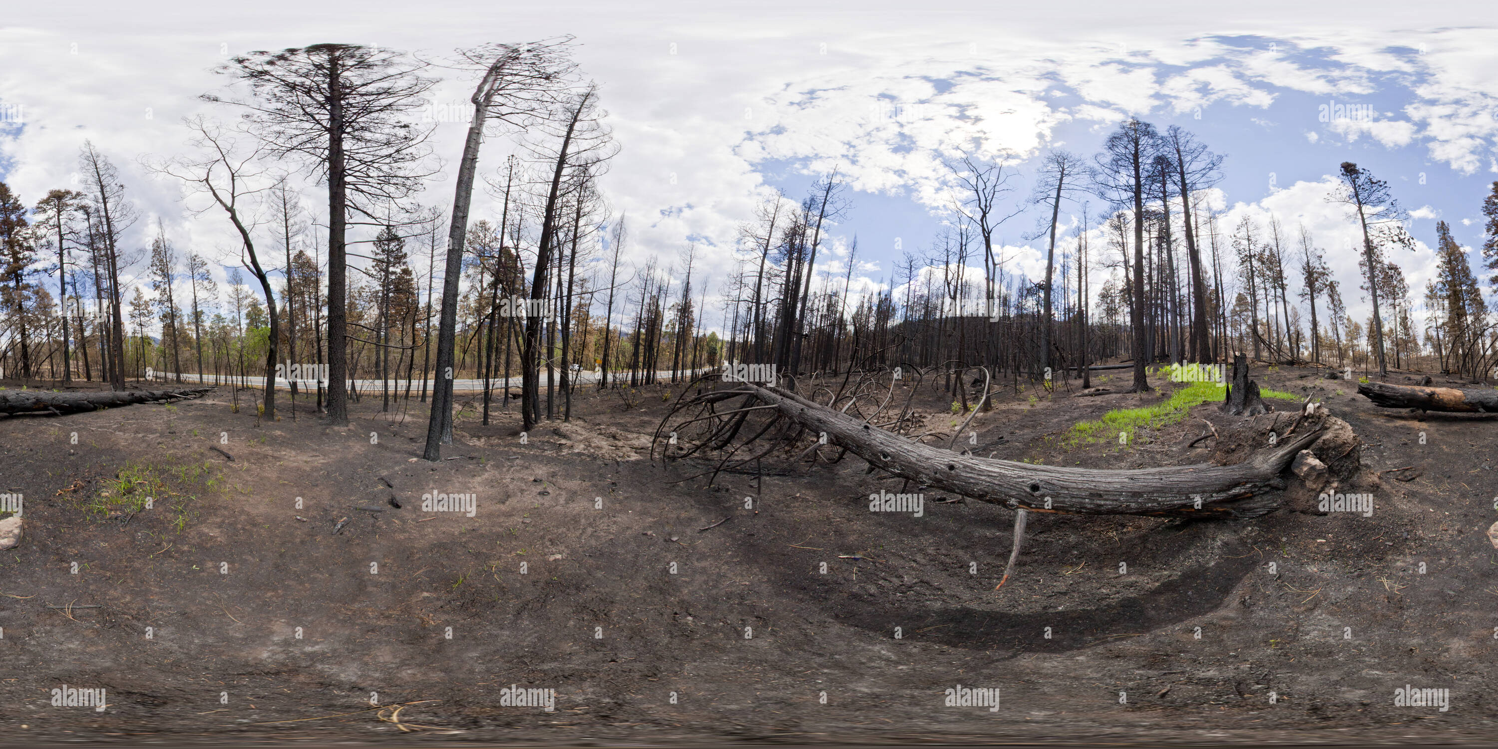 360° view of The Forest Regrows, Wallow Fire Burn, South of Alpine ...