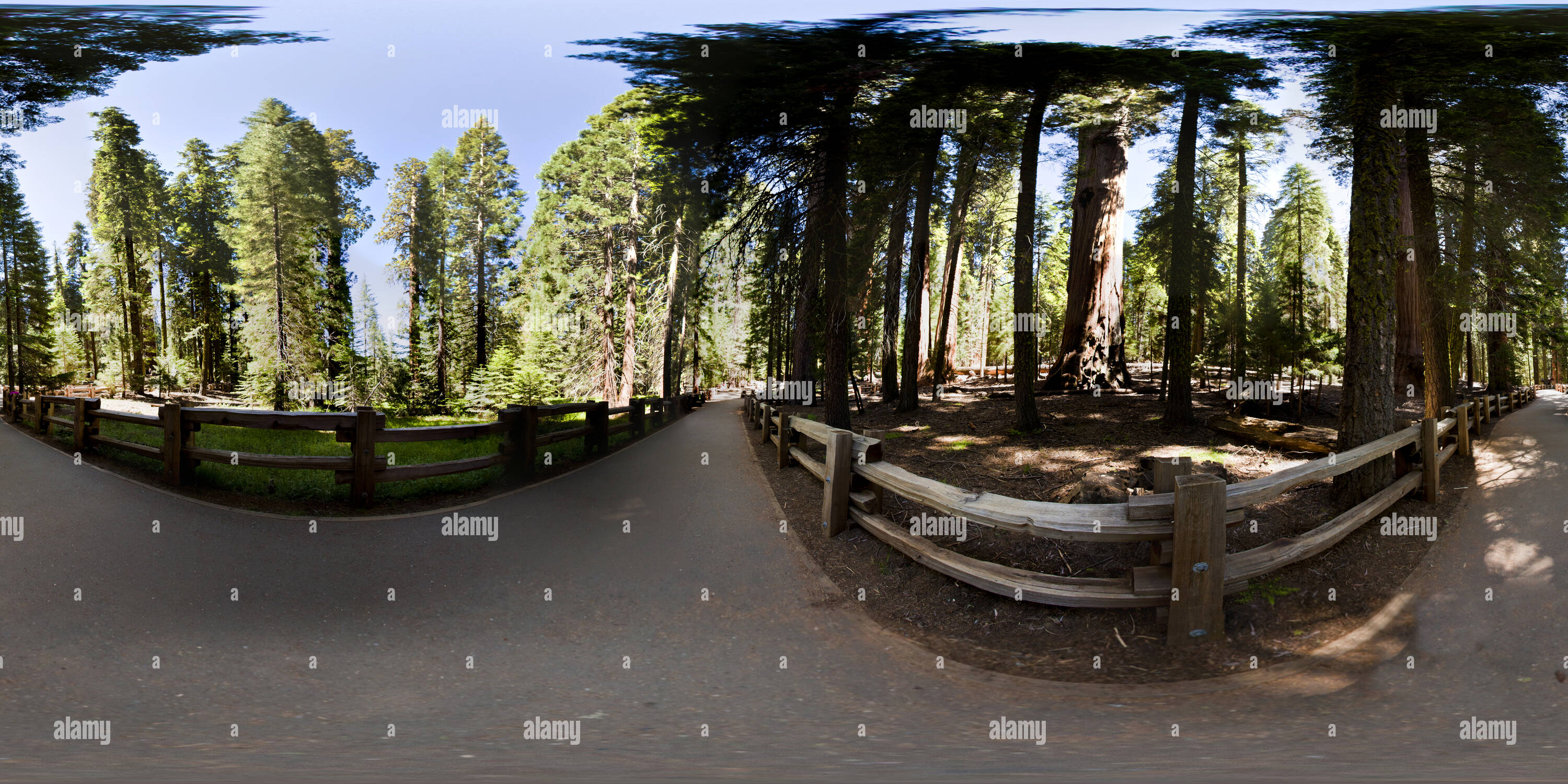 360° view of View of the General Sherman Trail, Sequoia National Park ...