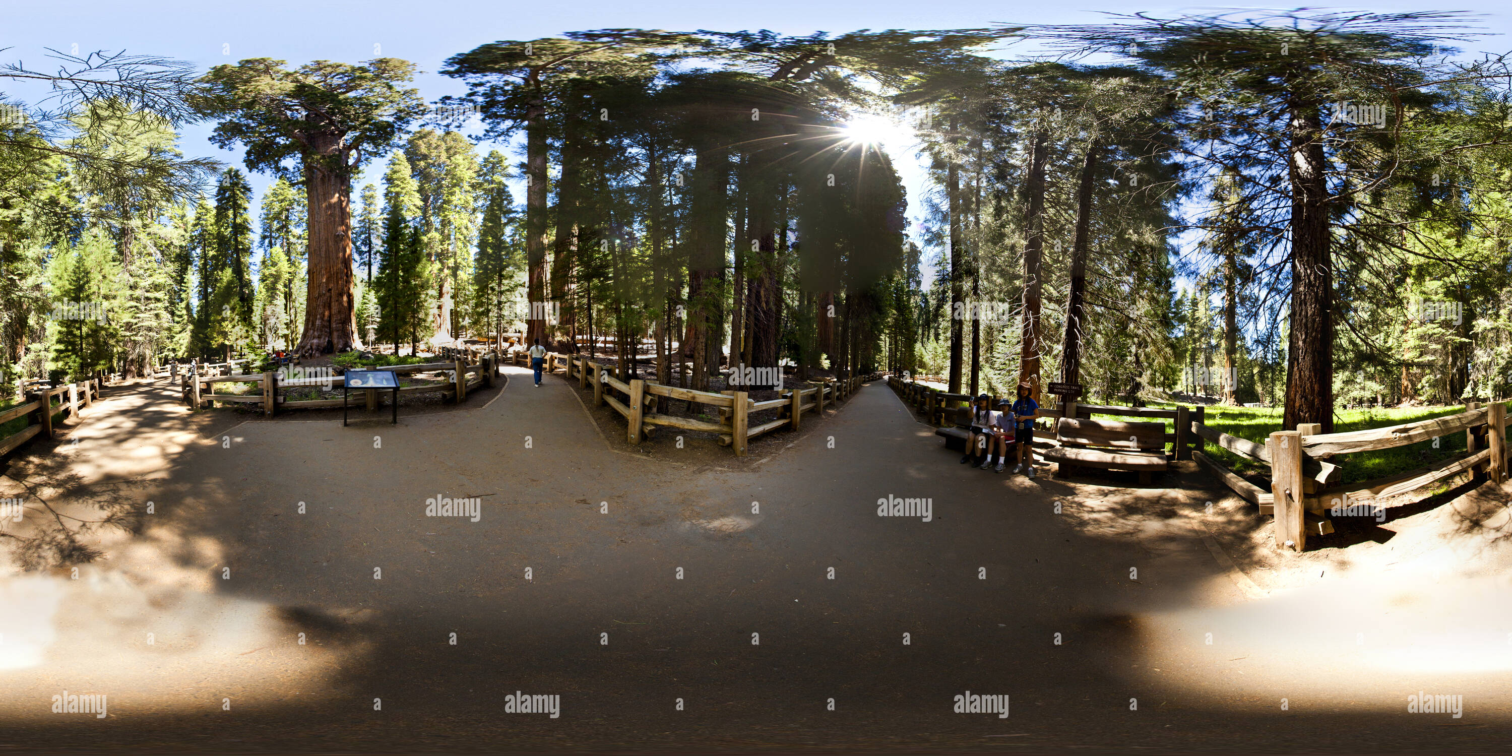 360° view of The General Sherman Tree, Sequoia National Park ...