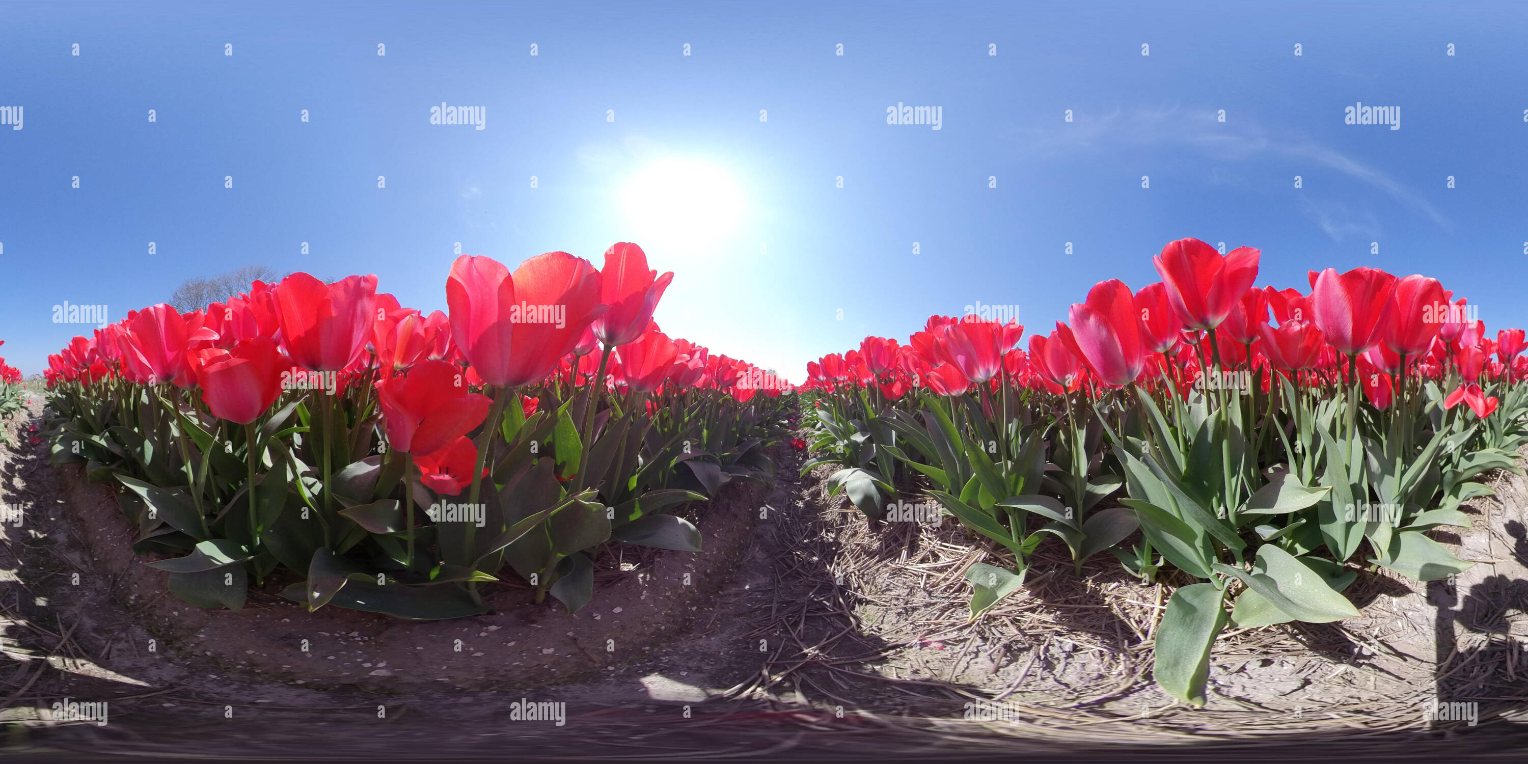 360° view of Flower Field In Lisse & Amsterdam, Holland - The ...