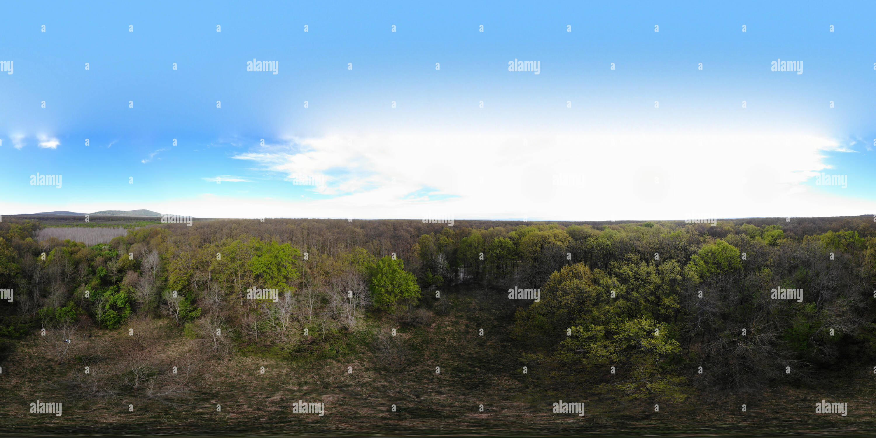 Daffodil glade hi-res stock photography and images - Alamy