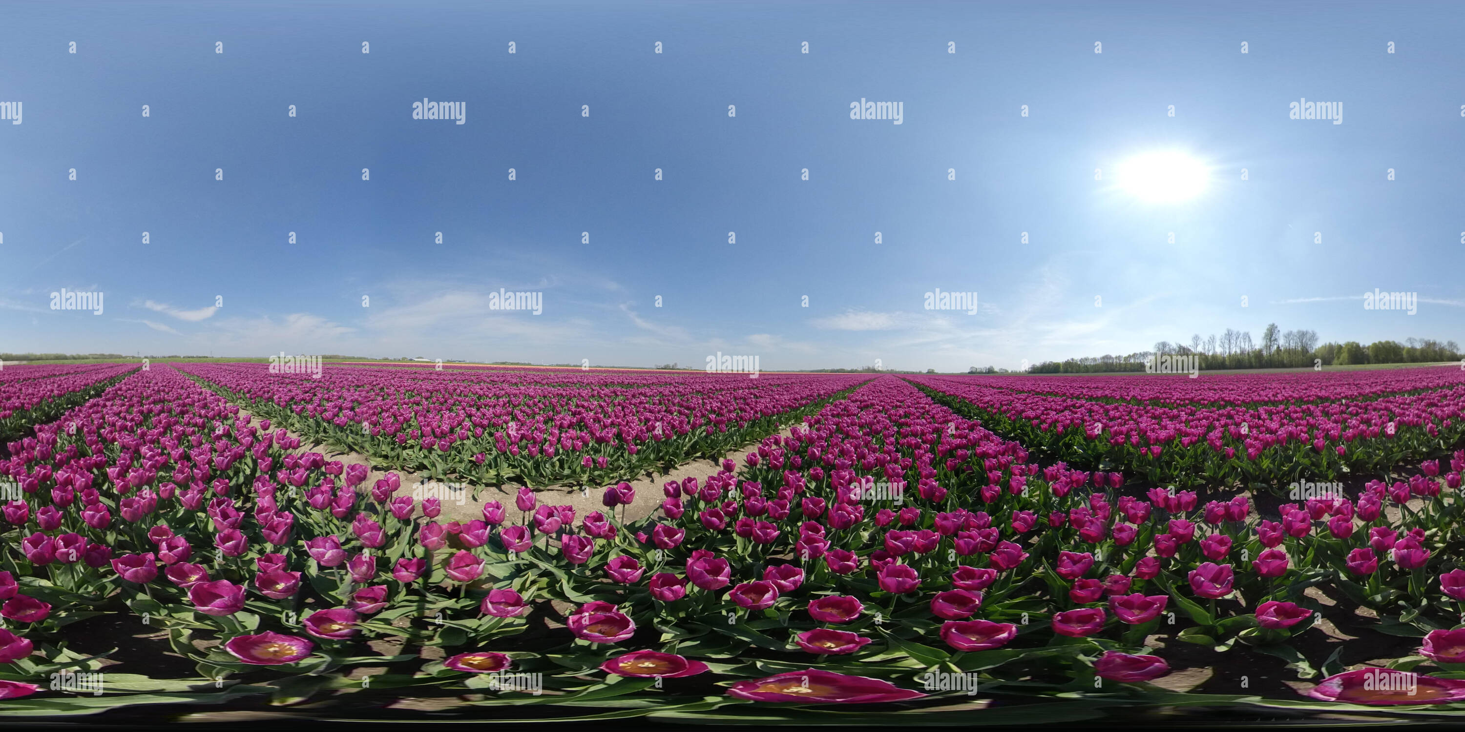 360° view of Flower Field In Lisse & Amsterdam, Holland - The ...