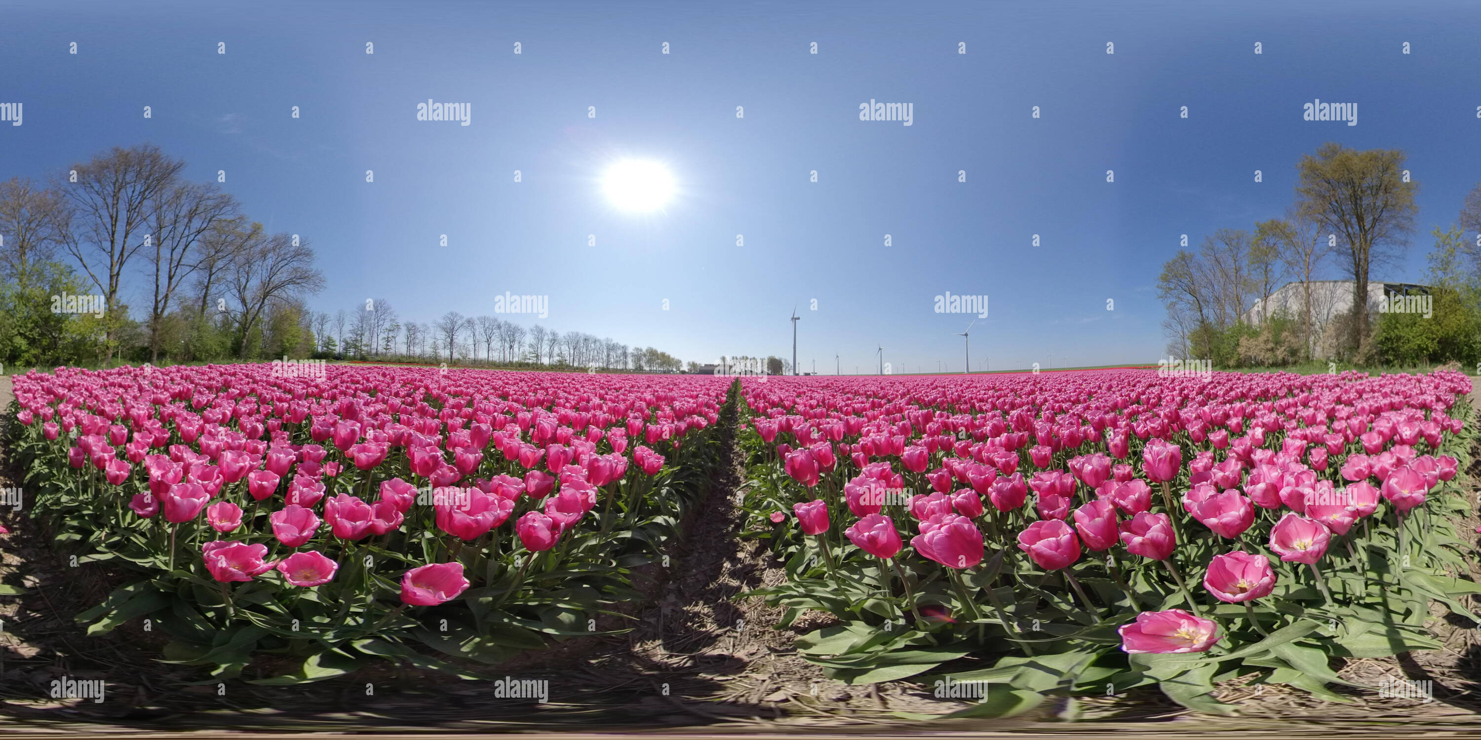 360° view of Flower Field In Lisse & Amsterdam, Holland - The ...