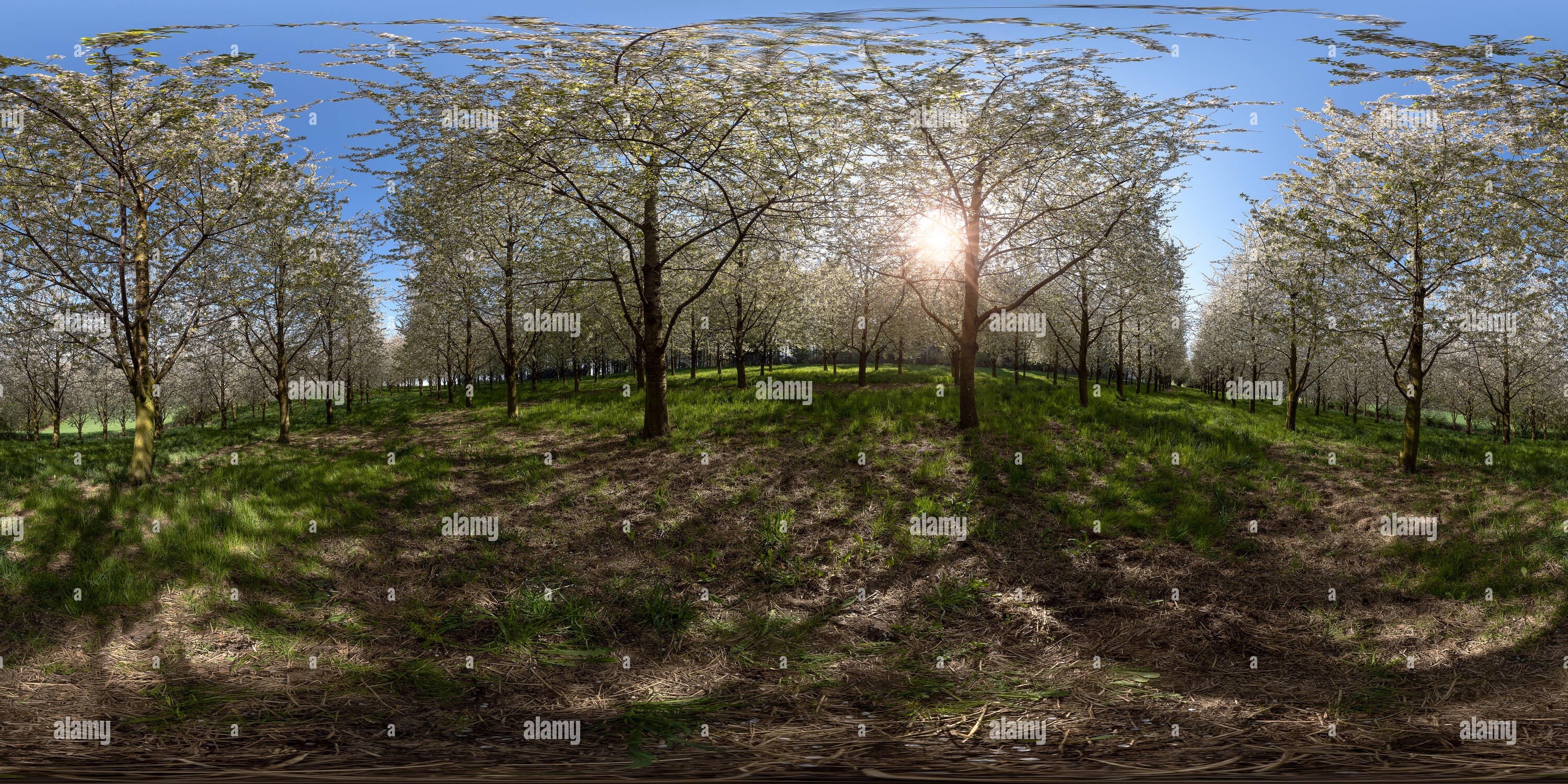 360° view of Cherry Blossom Trees - Alamy