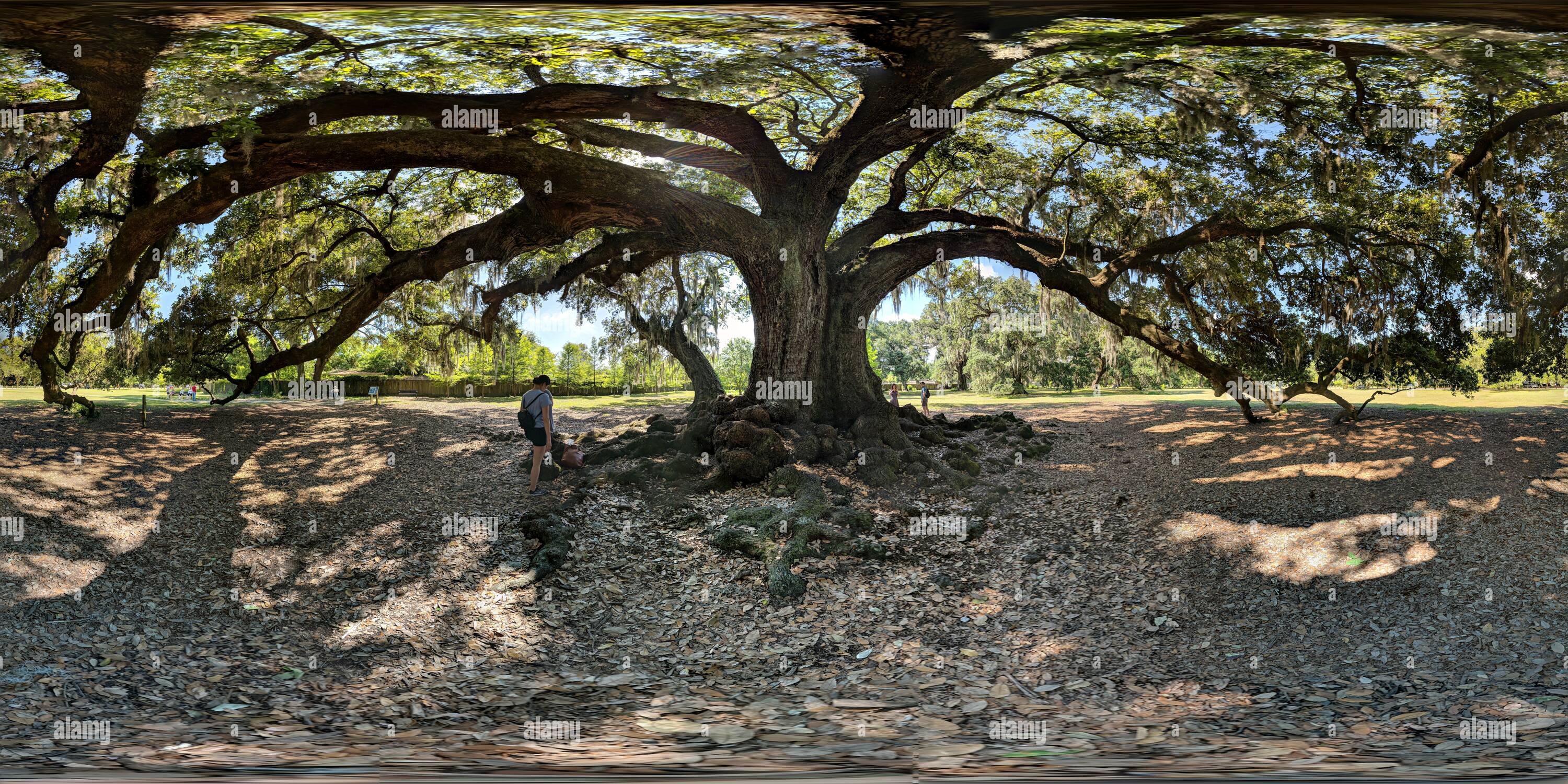 360° view of Etienne de Bore Oak aka "The Tree of Life", Audobon Park ...