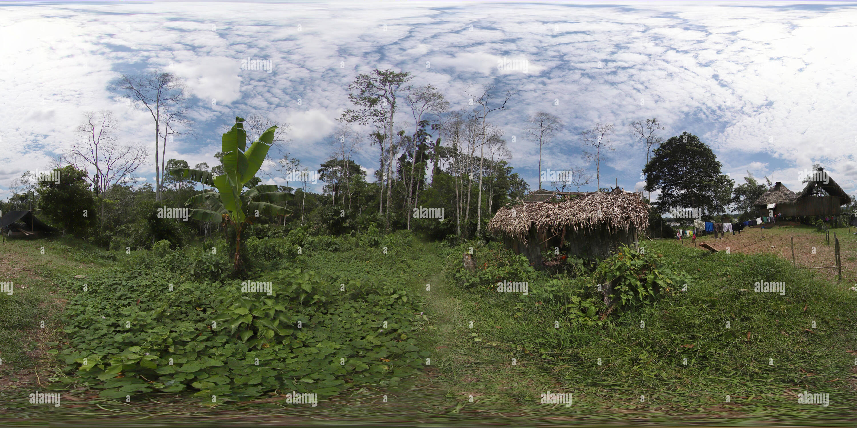 360° view of Walking in the Jungle - Alamy