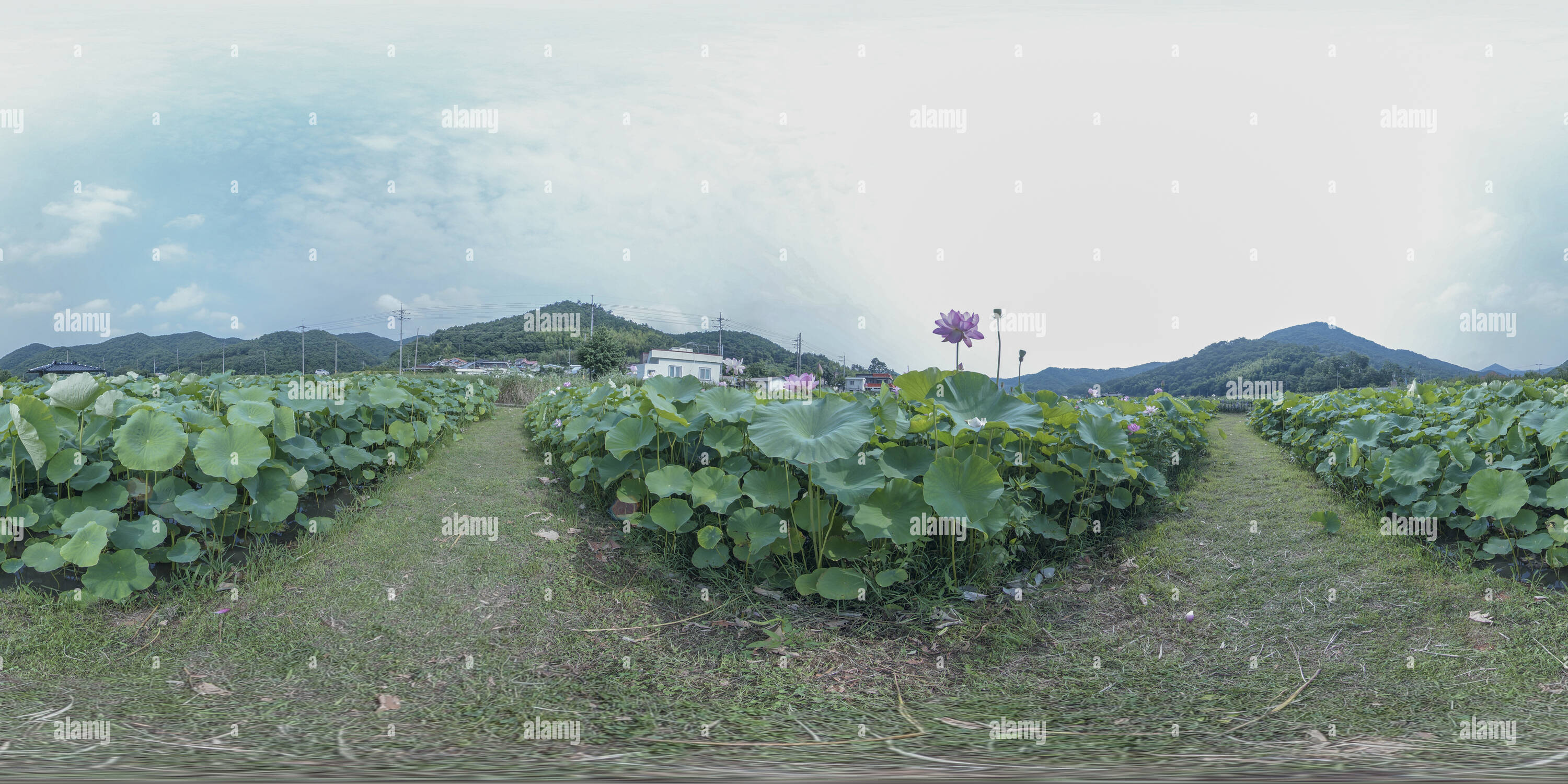 360° view of LOTUS complex 3 - Yeoncho-Myeon dagong Maul - Alamy