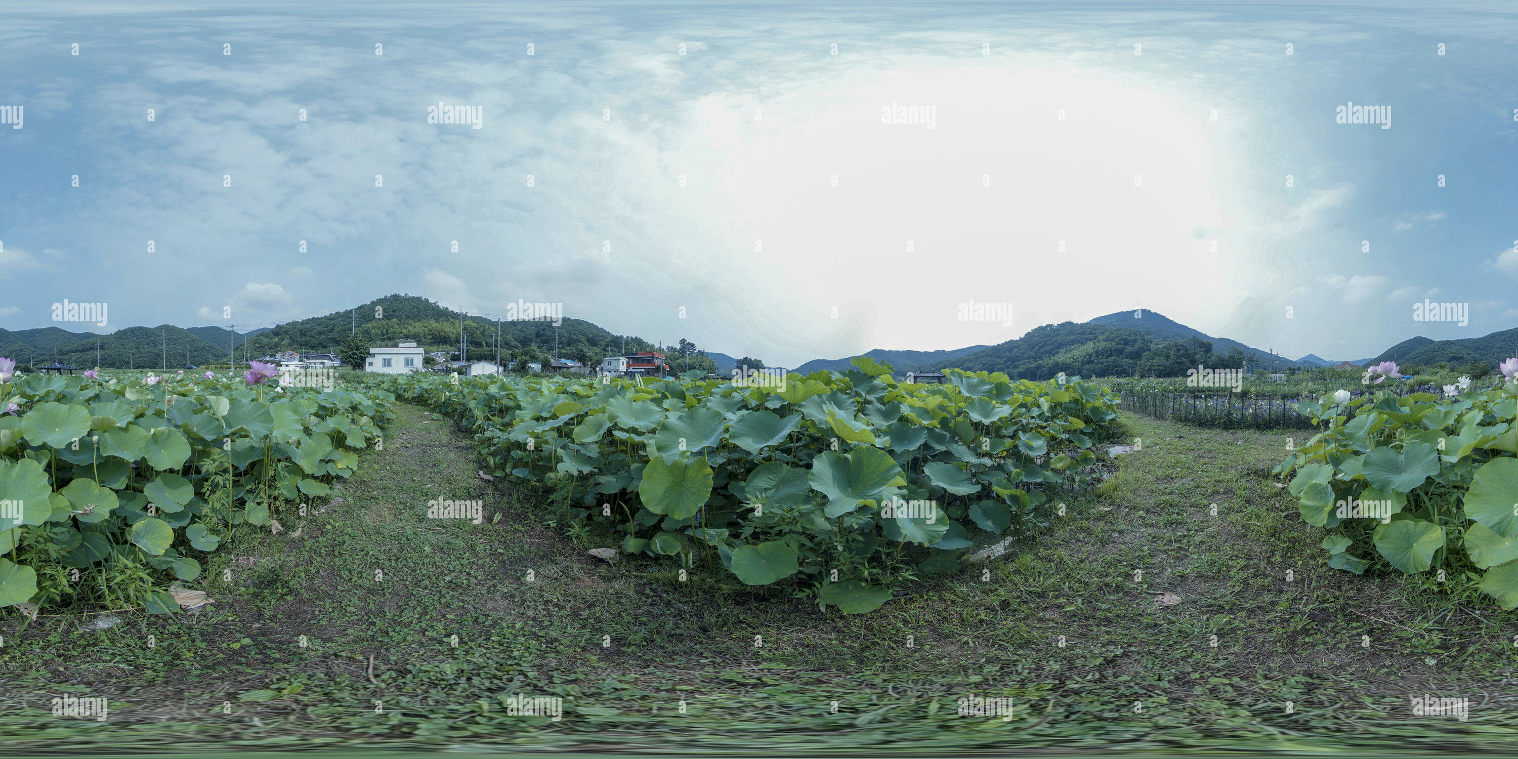 360° view of LOTUS complex 4 - Yeoncho-Myeon dagong Maul - Alamy