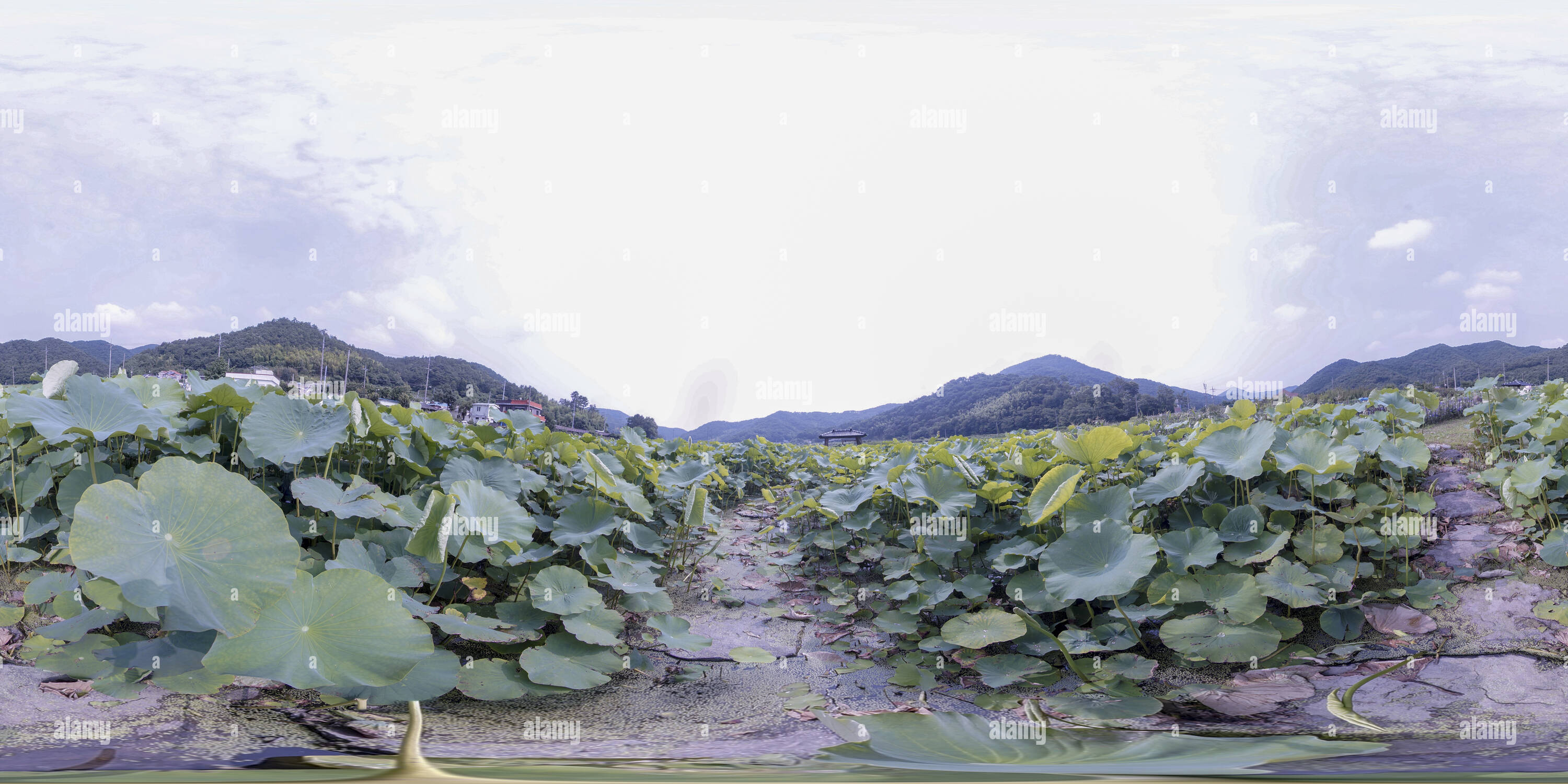 360° view of LOTUS complex 5- Yeoncho-Myeon dagong Maul - Alamy