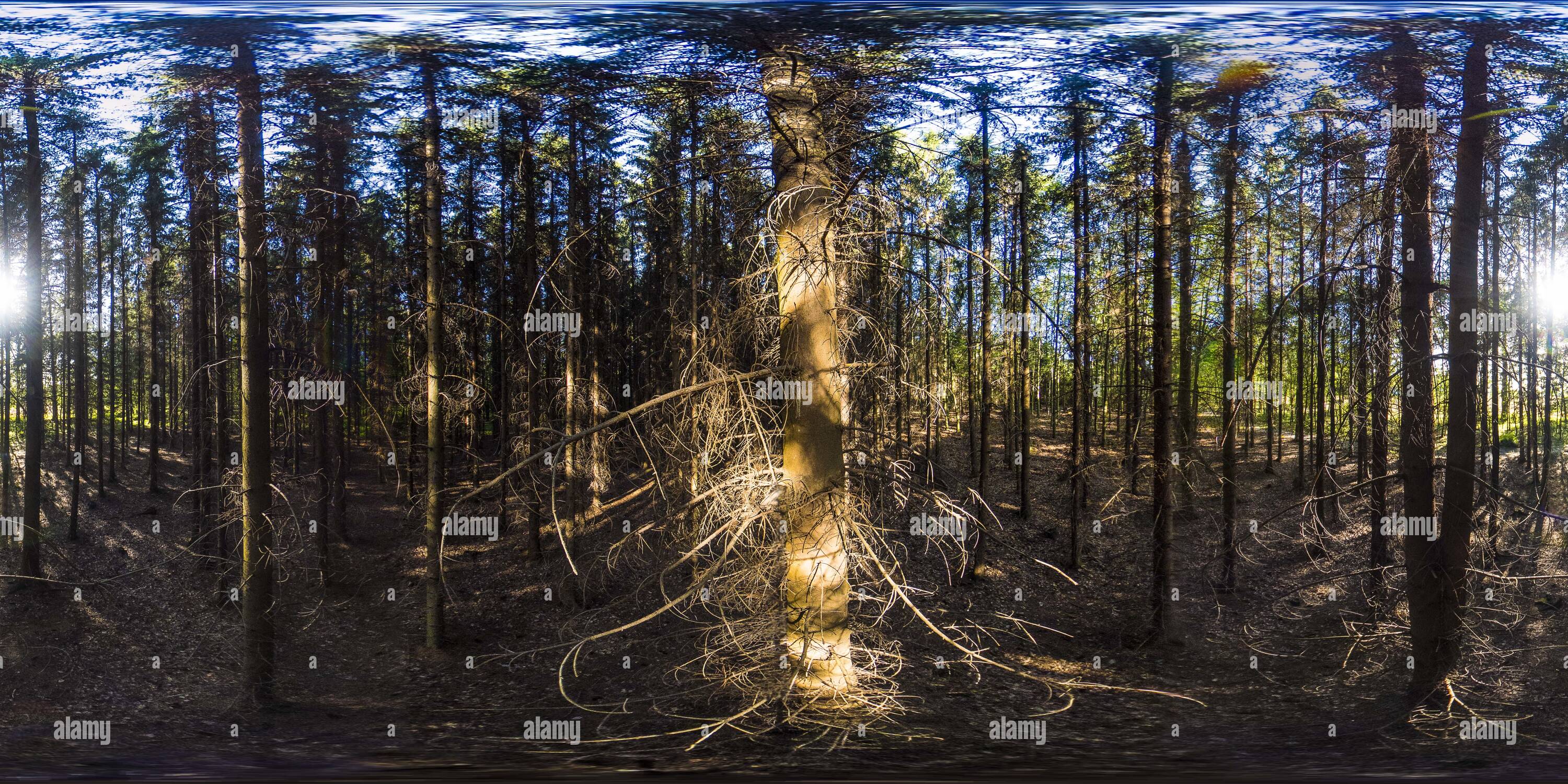 360° view of Spruce forest in summer, Prague East - Alamy