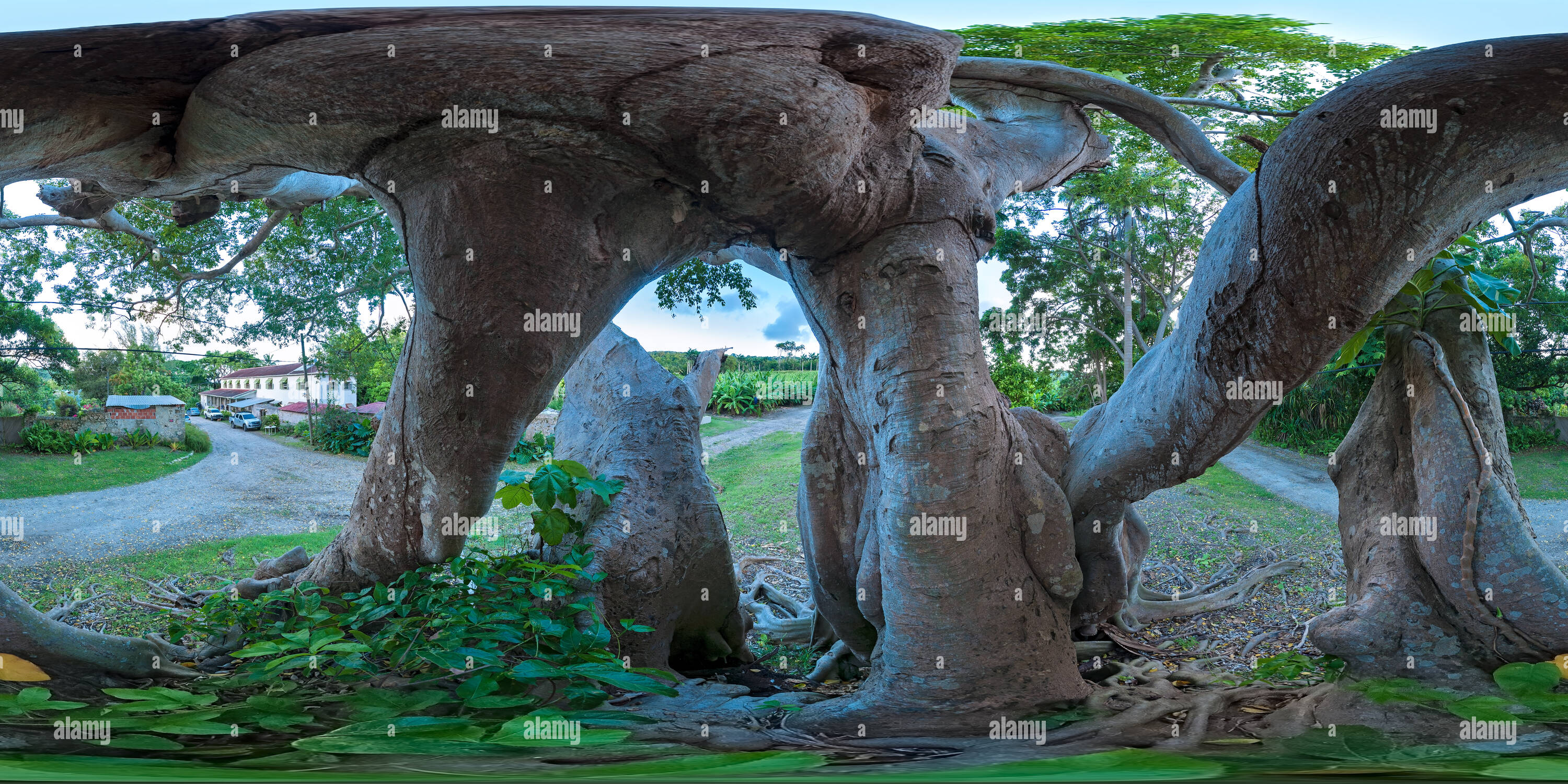 360° view of Inside an old tree - Alamy