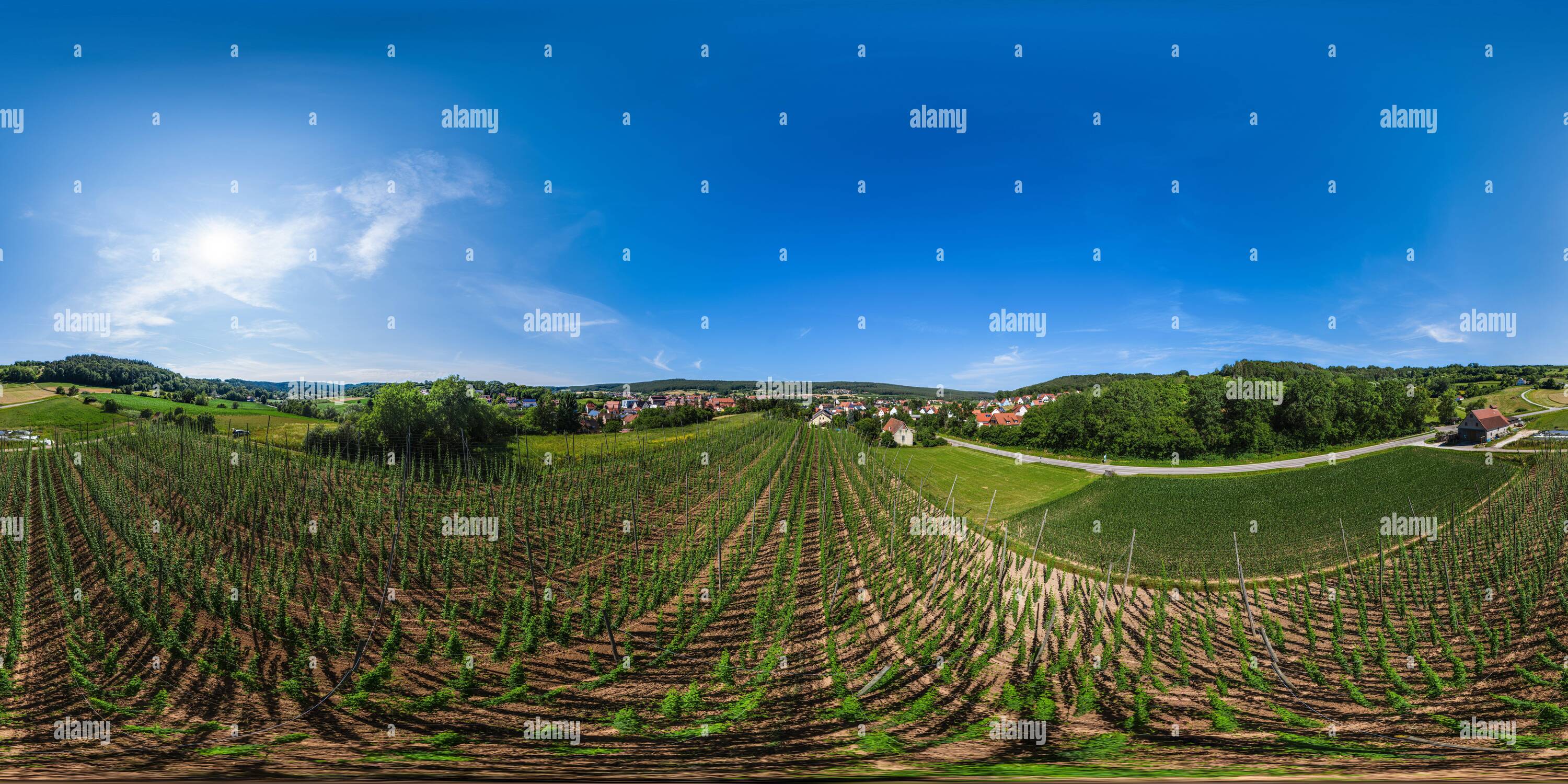 Hops farming -Fotos und -Bildmaterial in hoher Auflösung – Alamy