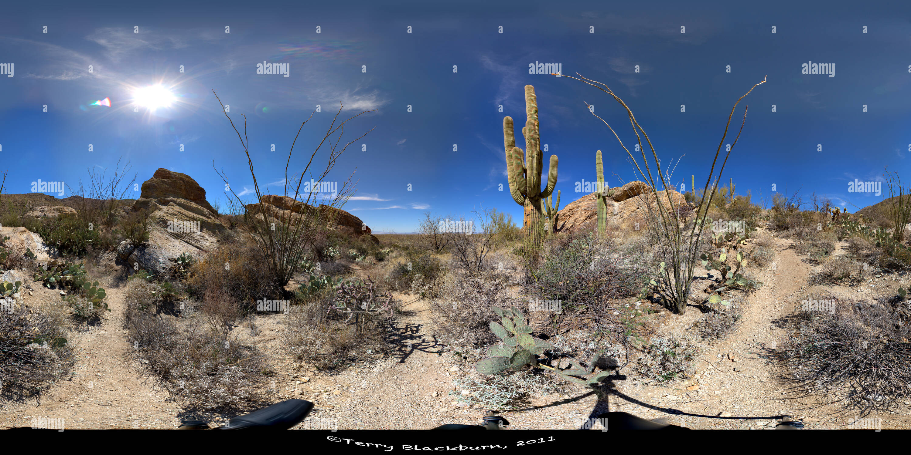 Javelina felsen -Fotos und -Bildmaterial in hoher Auflösung – Alamy