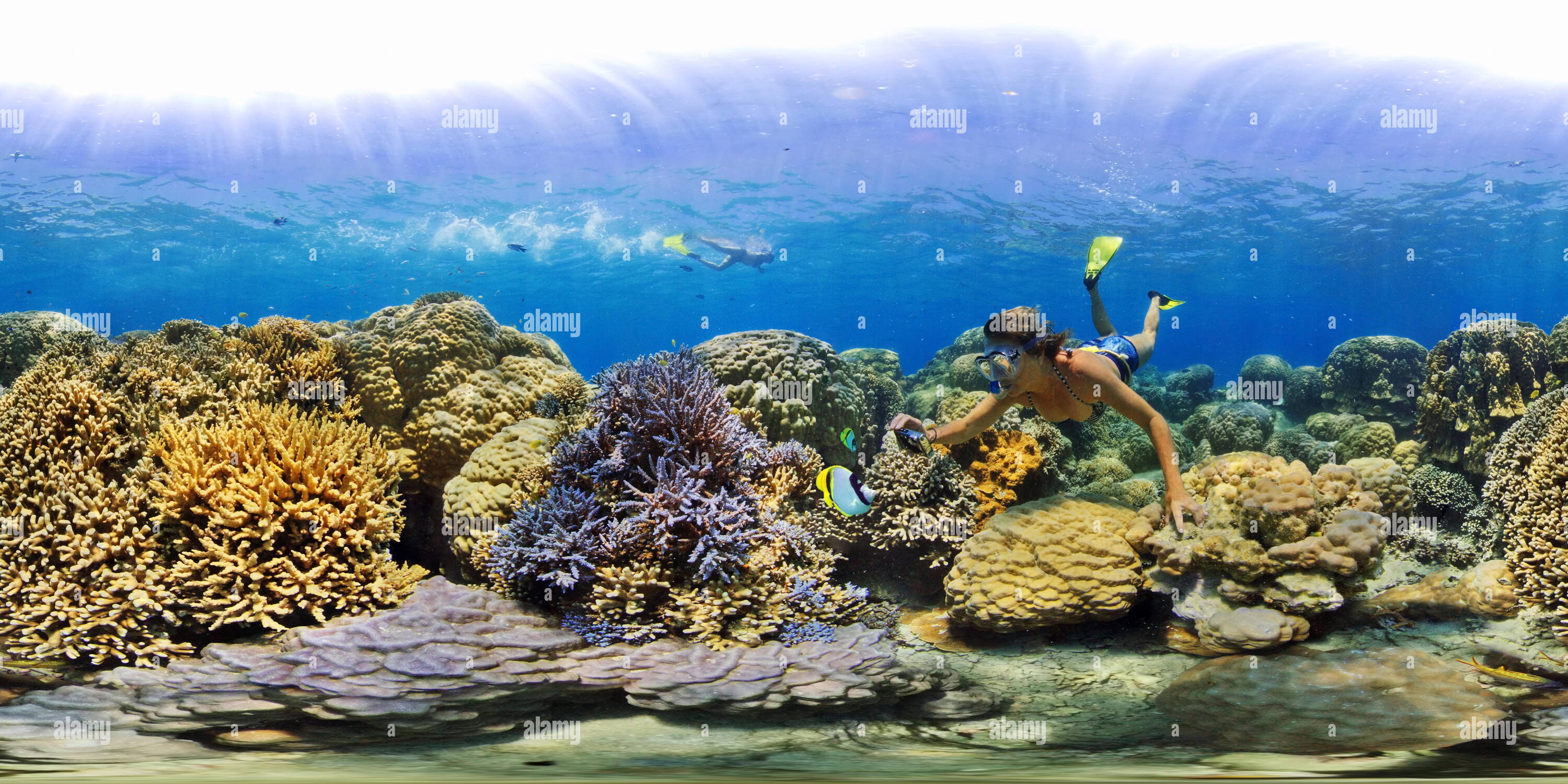 Plongee en apnee nouvelle caledonie Banque de photographies et d’images ...