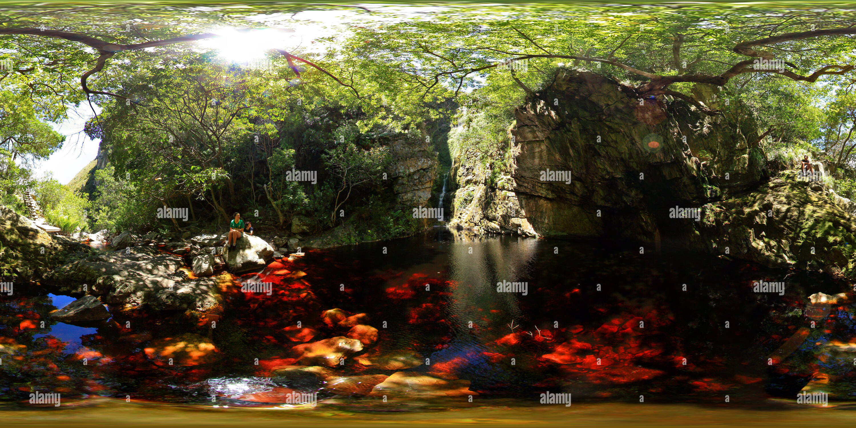 Jardin botanique harold porter Banque de photographies et d’images à ...