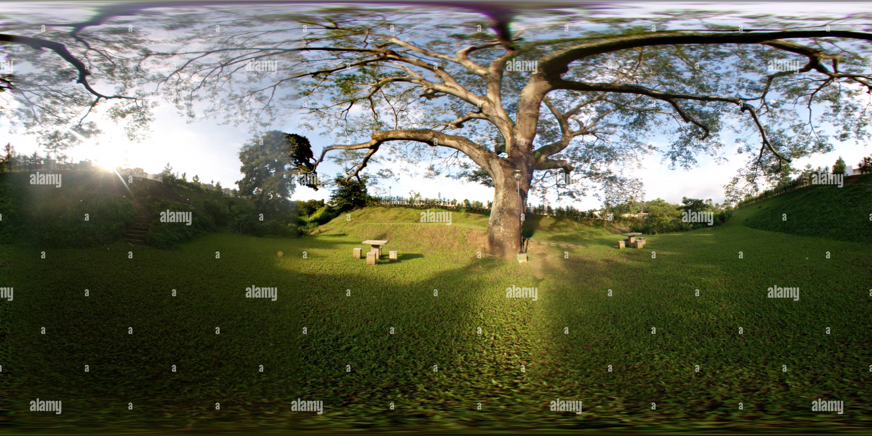 árbol de conacaste Banque de photographies et d’images à haute ...