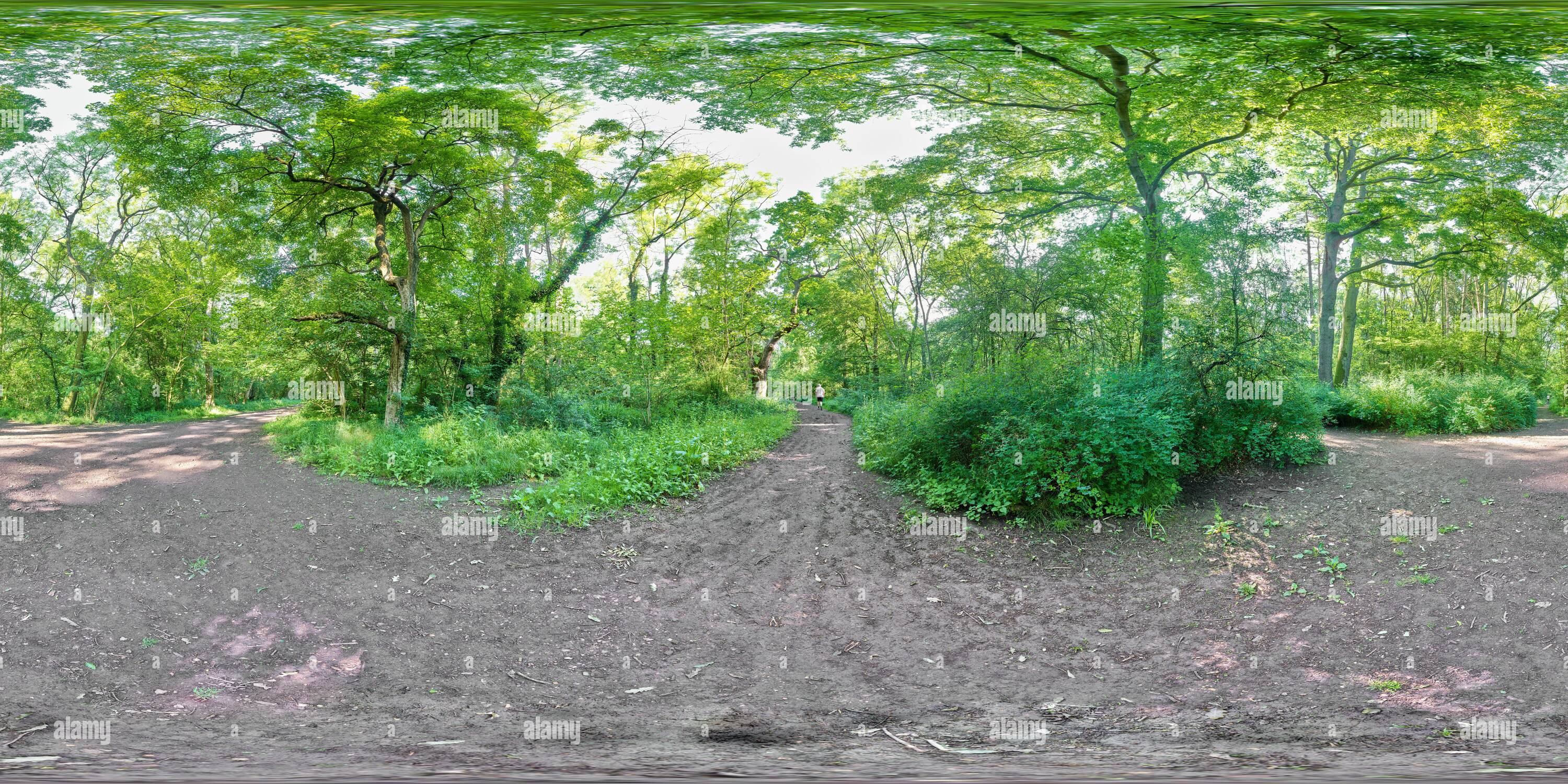 Vista a 360 gradi di Dogwalker in un bosco antico (residuo della ...