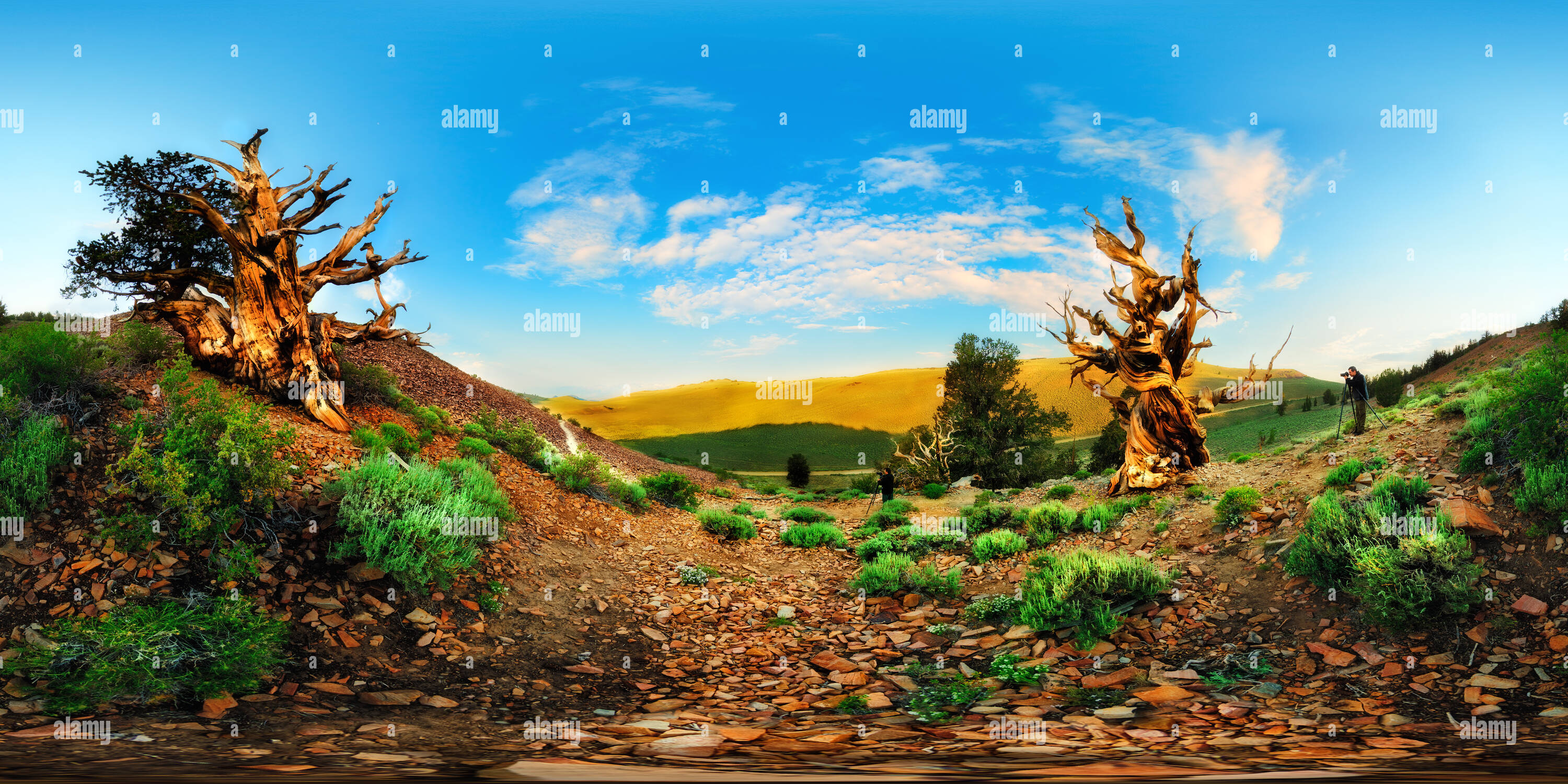 Albero di matusalemme immagini e fotografie stock ad alta risoluzione ...