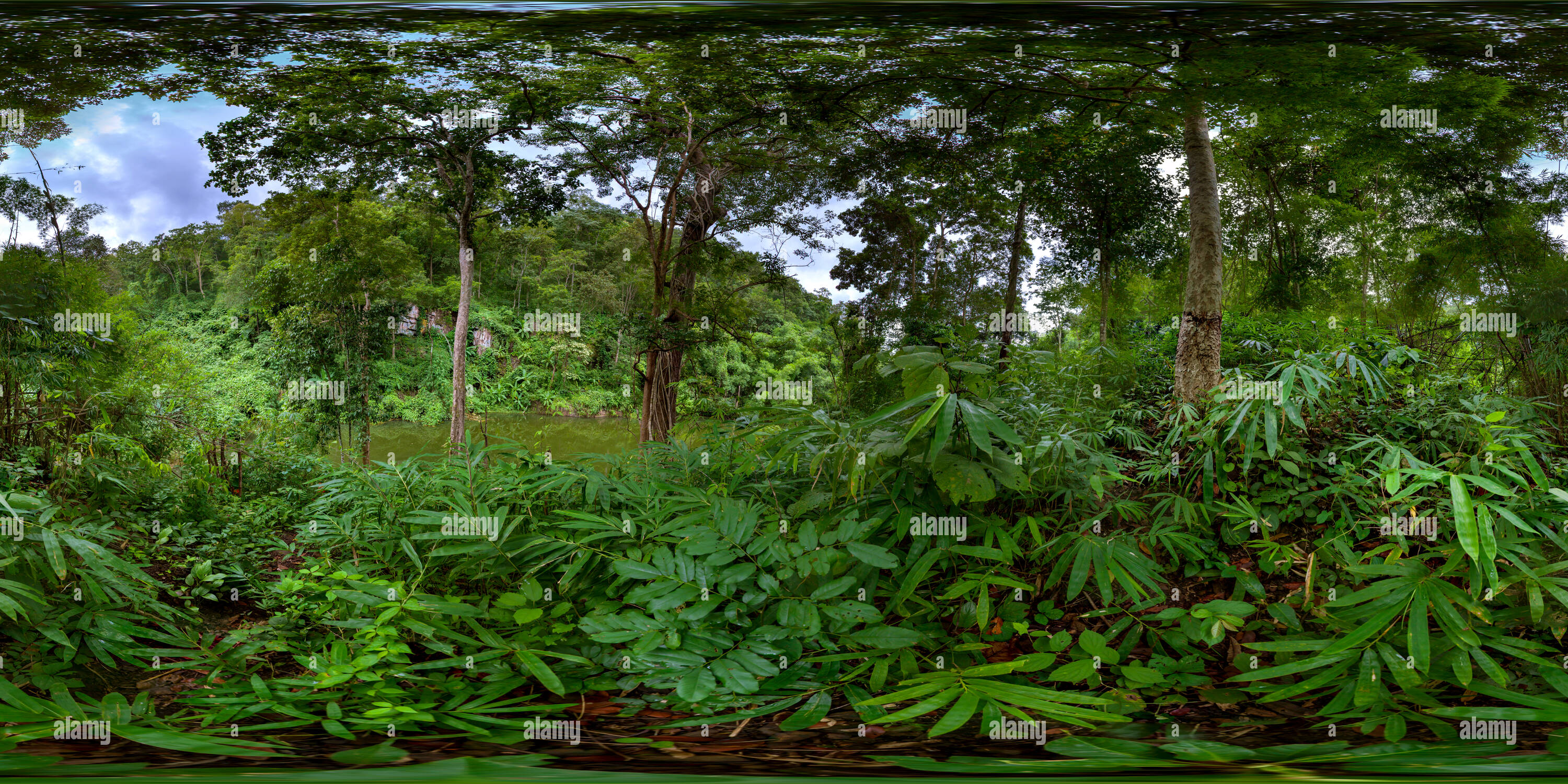 Vista a 360 gradi di In una foresta pluviale verde - Alamy