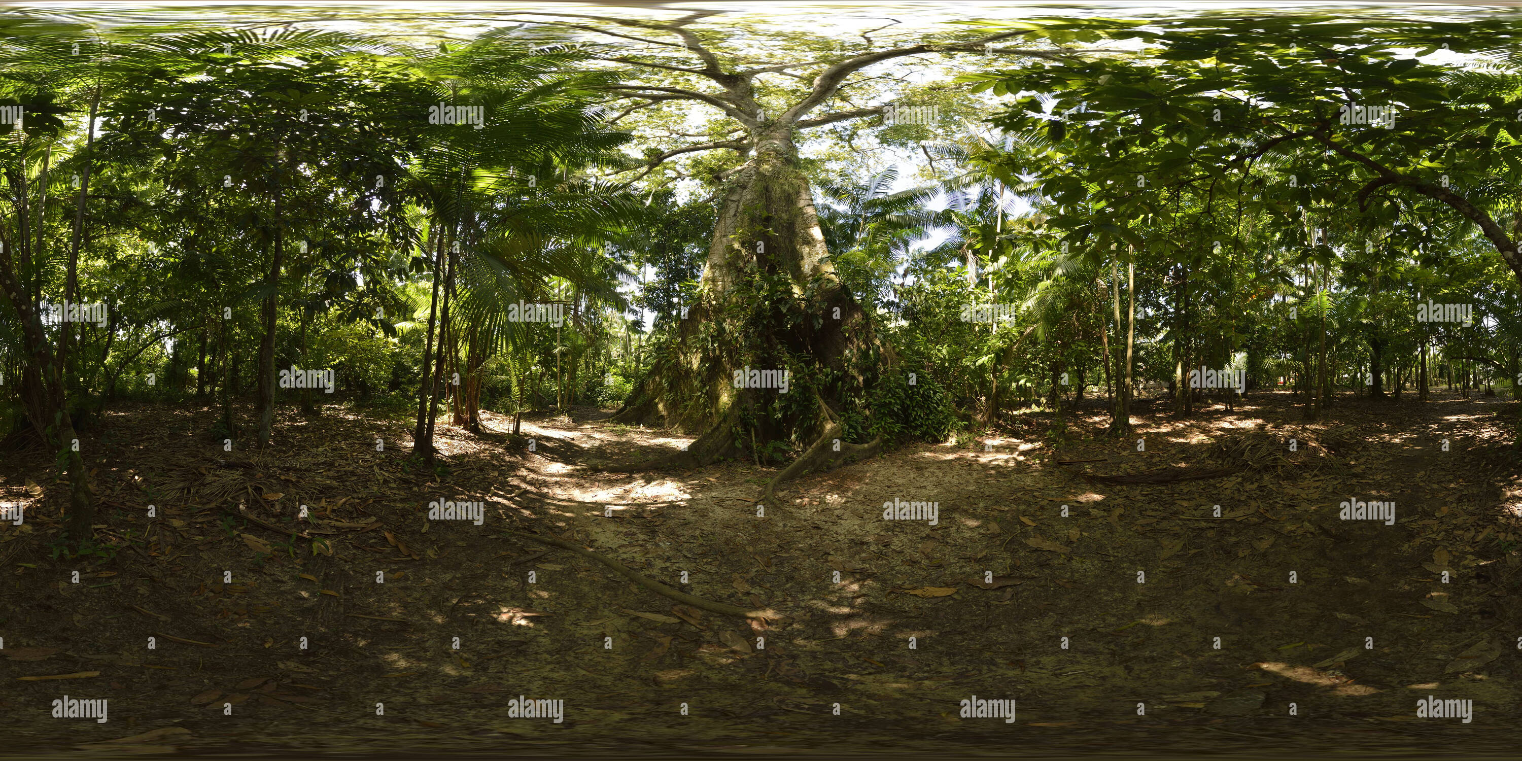 Samauma tree immagini e fotografie stock ad alta risoluzione - Alamy