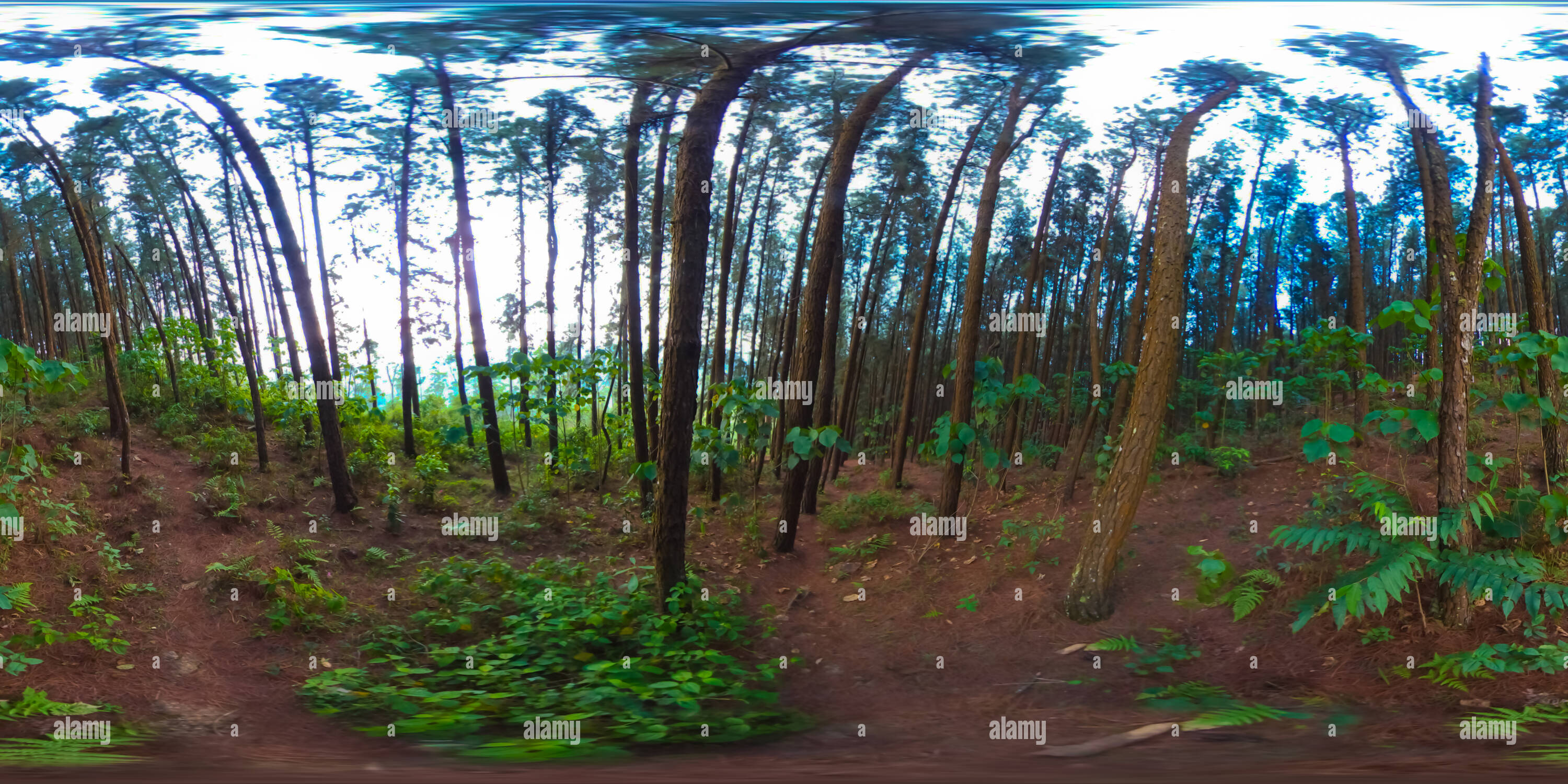 Foresta di pini di vagamon immagini e fotografie stock ad alta ...