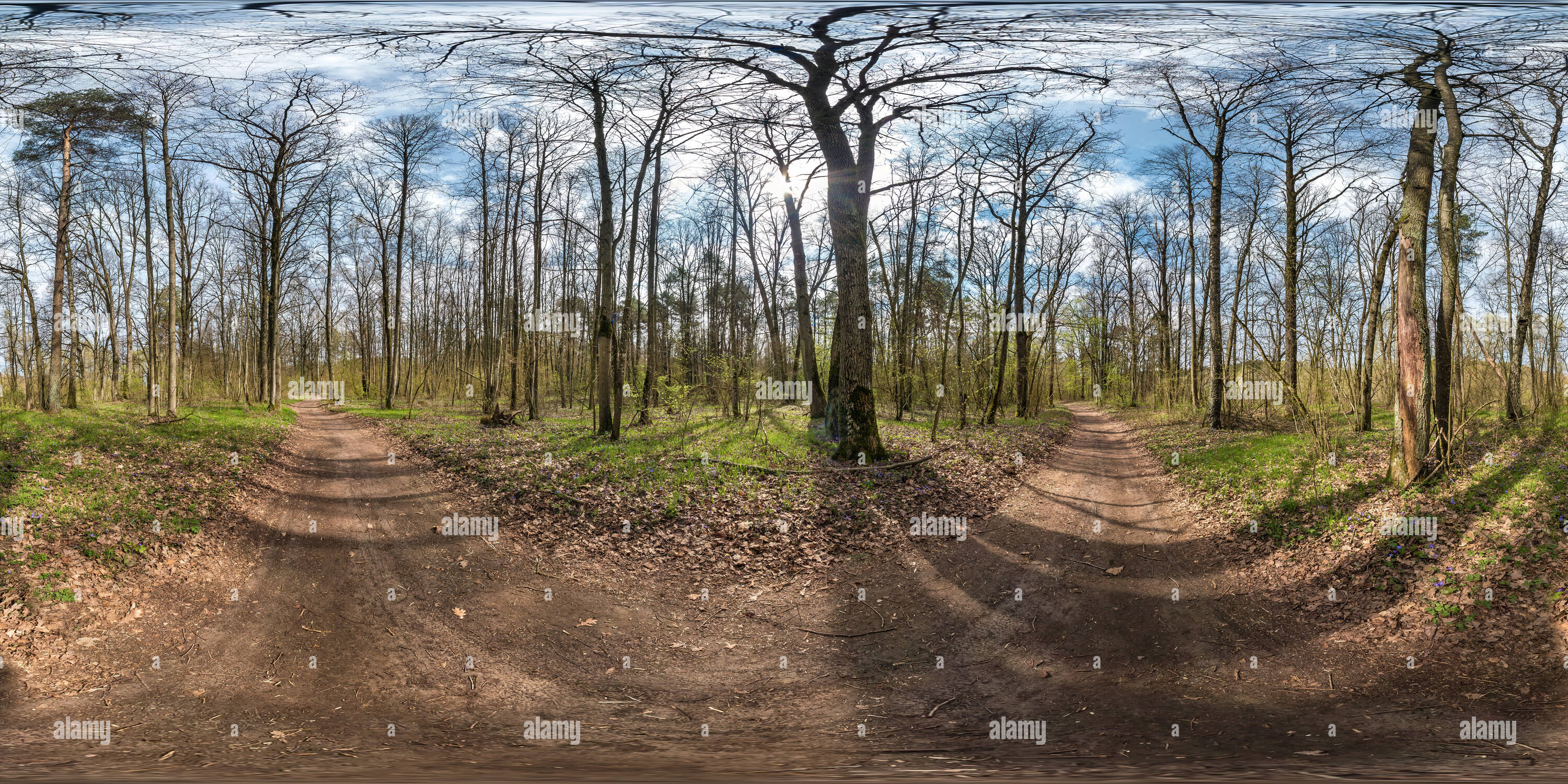 Foto 360 gradi alberi immagini e fotografie stock ad alta risoluzione ...