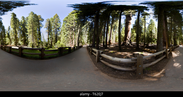 Panoramic Of General Sherman Tree Sequoia National Park